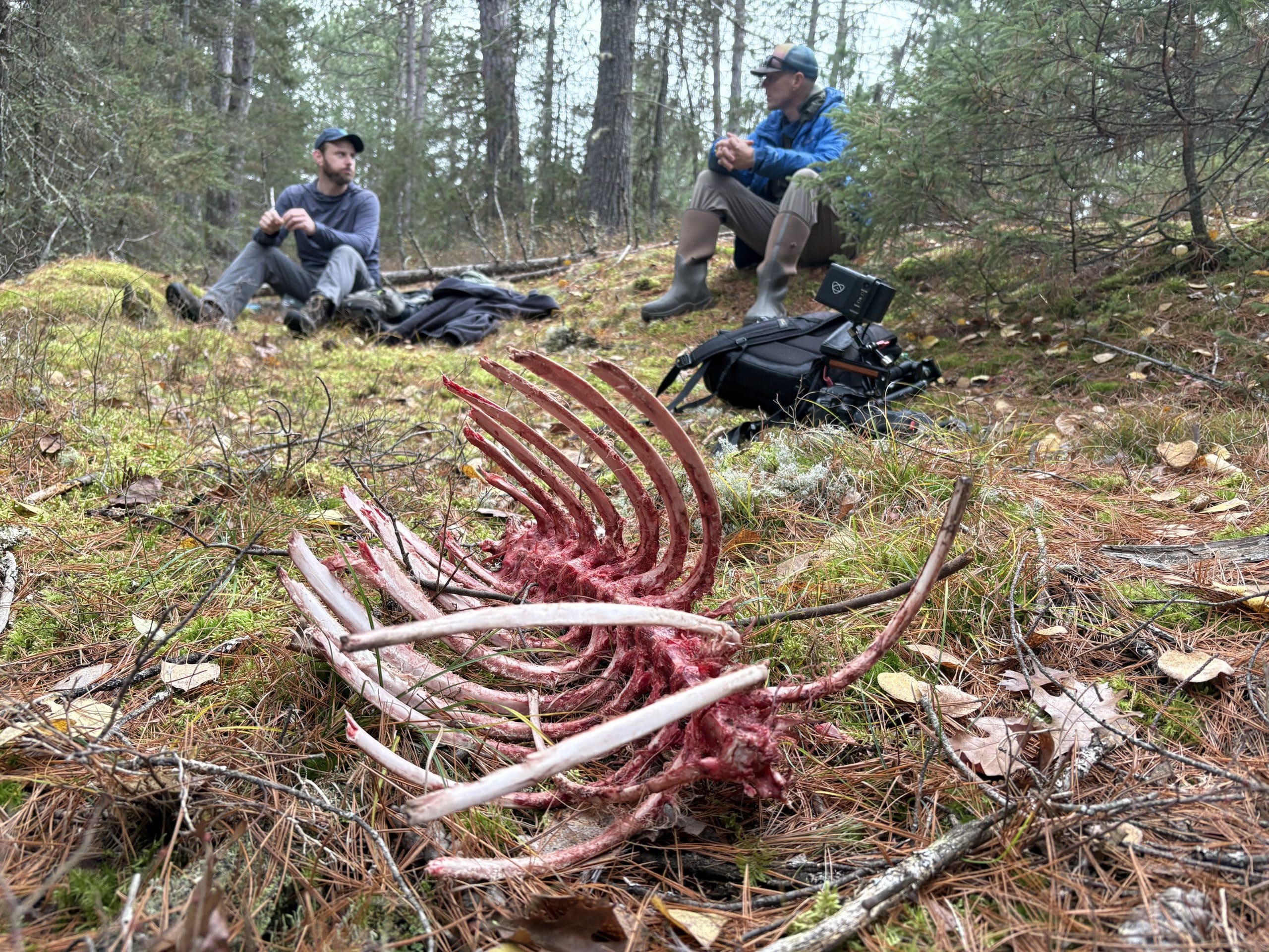 Studying Wolves Near the Boundary Waters - A Minnesota Project - Paddle ...